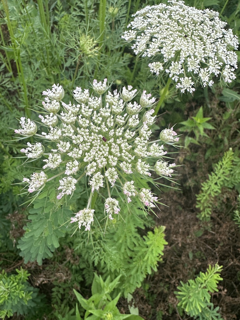 wild carrot from Atlanta Beltline Southside, Atlanta, GA, US on May 17 ...