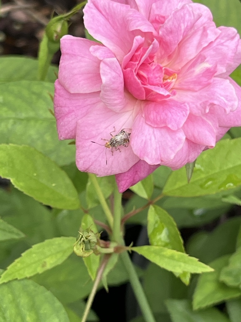 Hibiscus Scentless Plant Bug from Border Dr N, Mobile, AL, US on May 17 ...