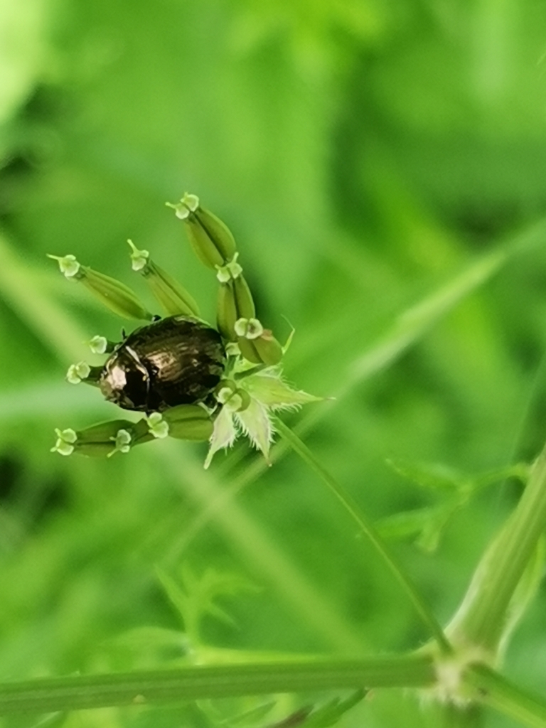 cow parsley leaf beetle from 60130 Bulles, France on 17 May, 2024 at 11 ...