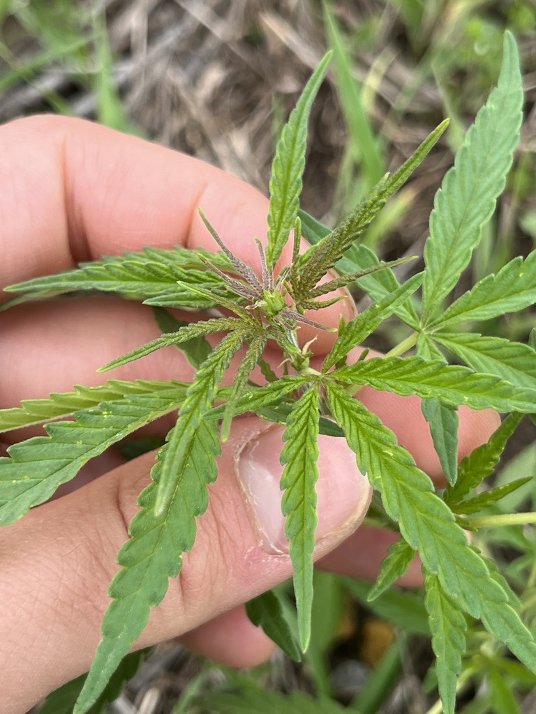 Cannabis from Legacy Park, Lee's Summit, MO, US on May 16, 2024 at 02: ...