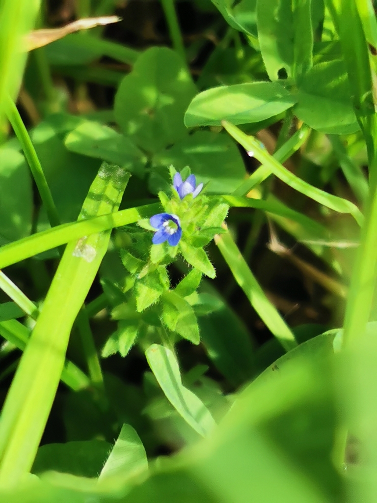 corn speedwell from 60130 Bulles, France on 17 May, 2024 at 11:02 AM by ...
