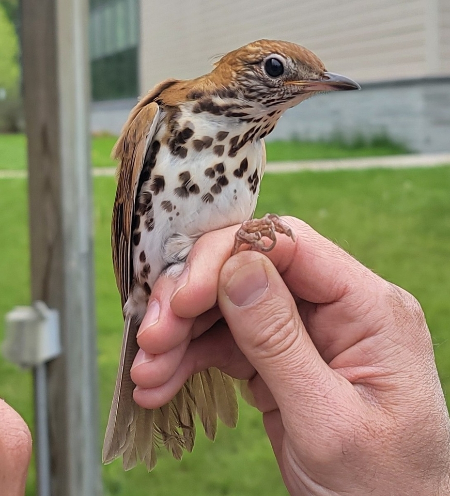 Wood Thrush from Rice Creek, Oswego, NY 13126, USA on May 13, 2024 at ...