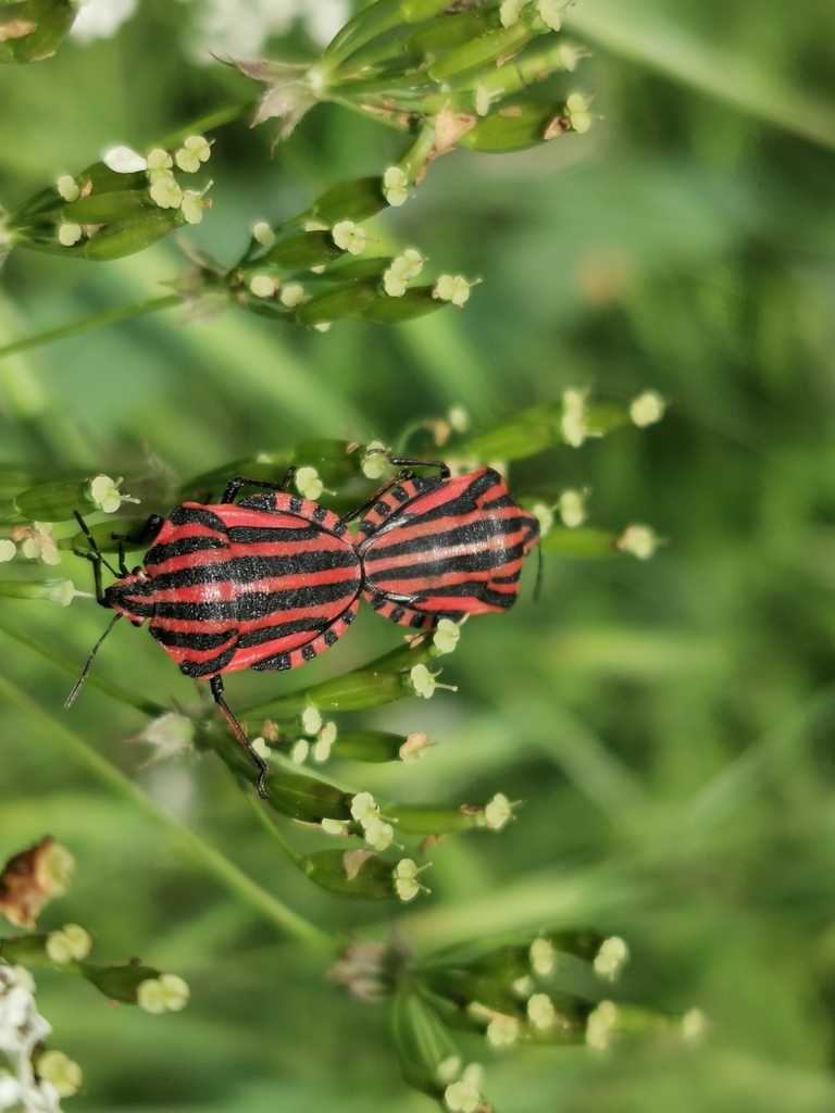 European Striped Shield Bug from 60130 Bulles, France on 17 May, 2024 ...