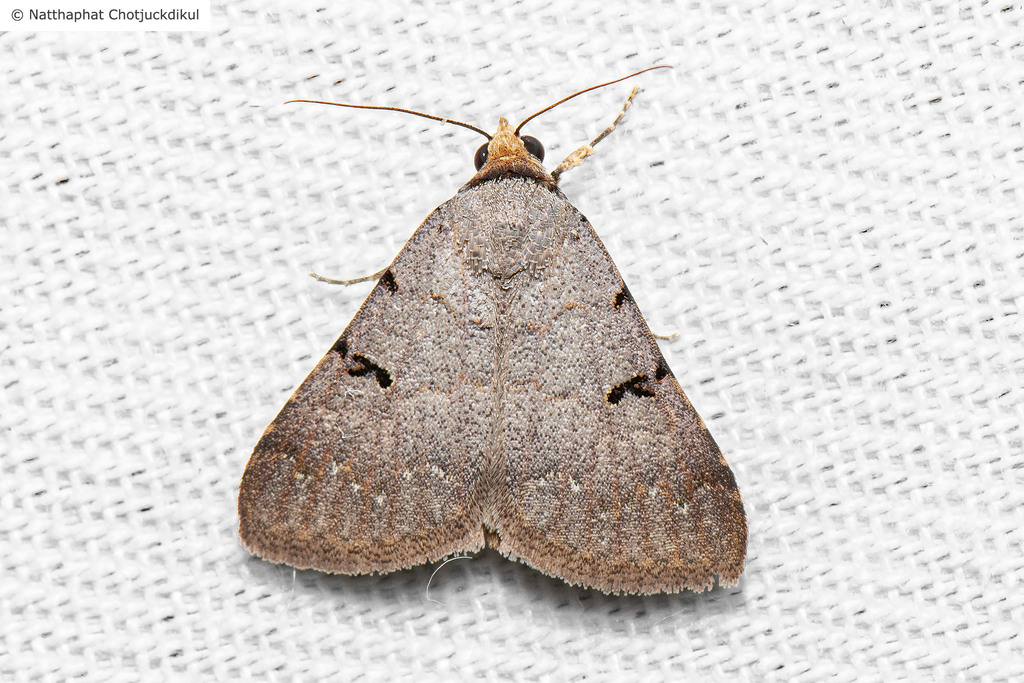 Plecoptera oculata from Pha Trom Jai on May 11, 2024 at 10:22 PM by ...