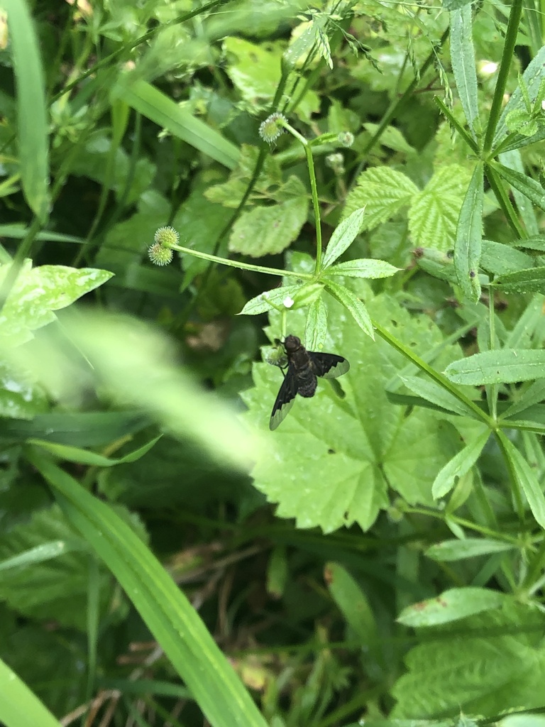 Black Banded Bee Fly from Prater, Wien, Wien, AT on May 16, 2024 at 03: ...