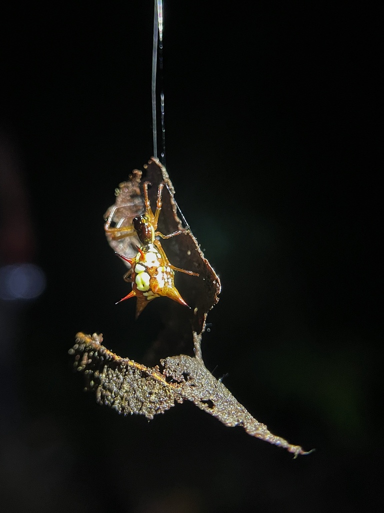 Micrathena anchicaya from Mache-chindul Ecological Reserve, Quininde ...