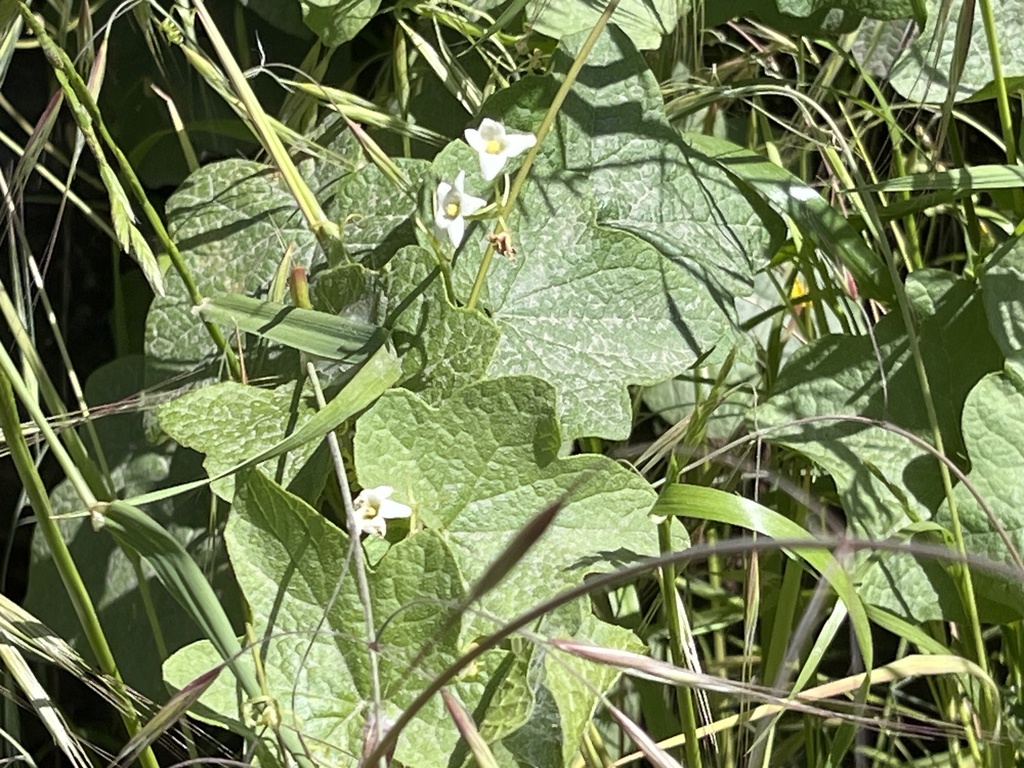 coastal manroot from Lane County, US-OR, US on May 17, 2024 at 12:12 PM ...