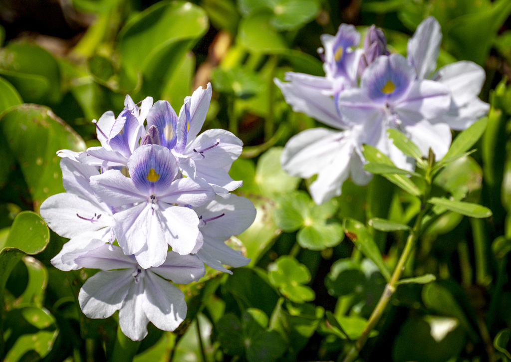 common water hyacinth from Sarasota County, FL, USA on May 17, 2024 at ...