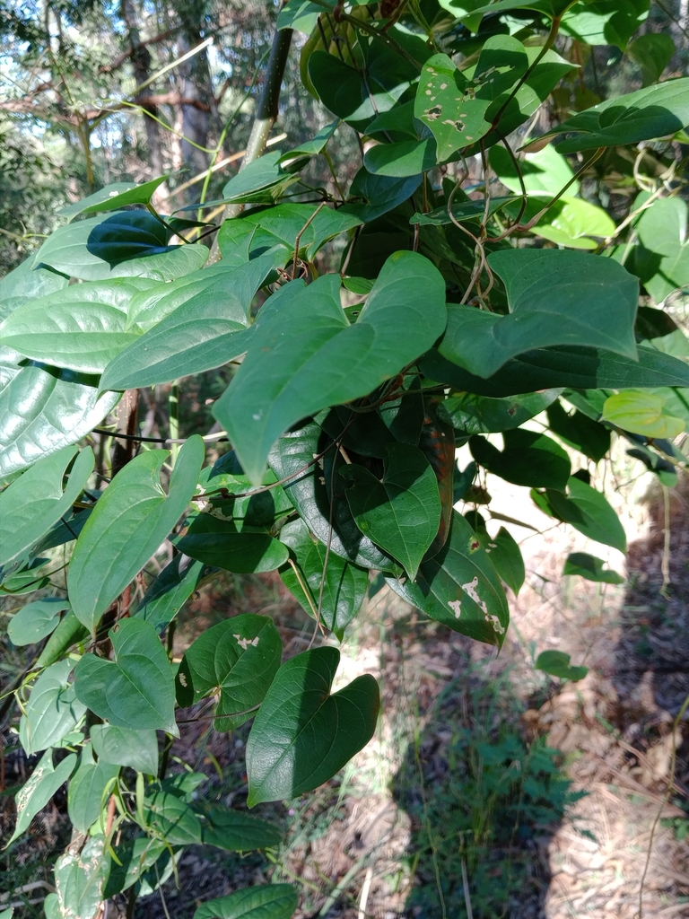 Common Yam Vine from Toowong QLD 4066, Australia on May 15, 2024 at 09:17 AM by Rebekah Steel ...