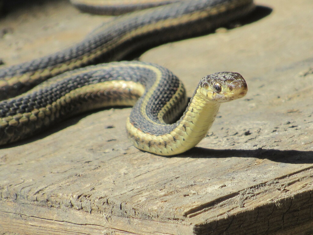 Common Garter Snake from Awanipark Dr, Pinawa, MB, CA on April 30, 2017 ...