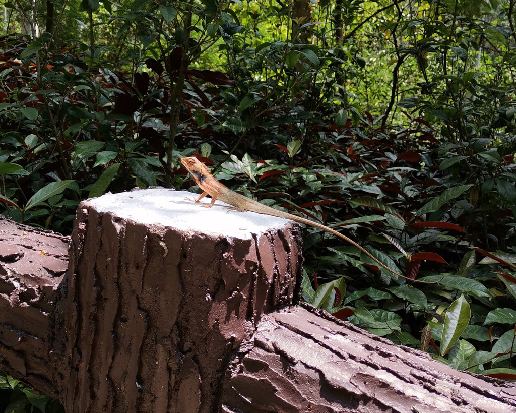 Calotes wangi wangi in May 2024 by szjy · iNaturalist