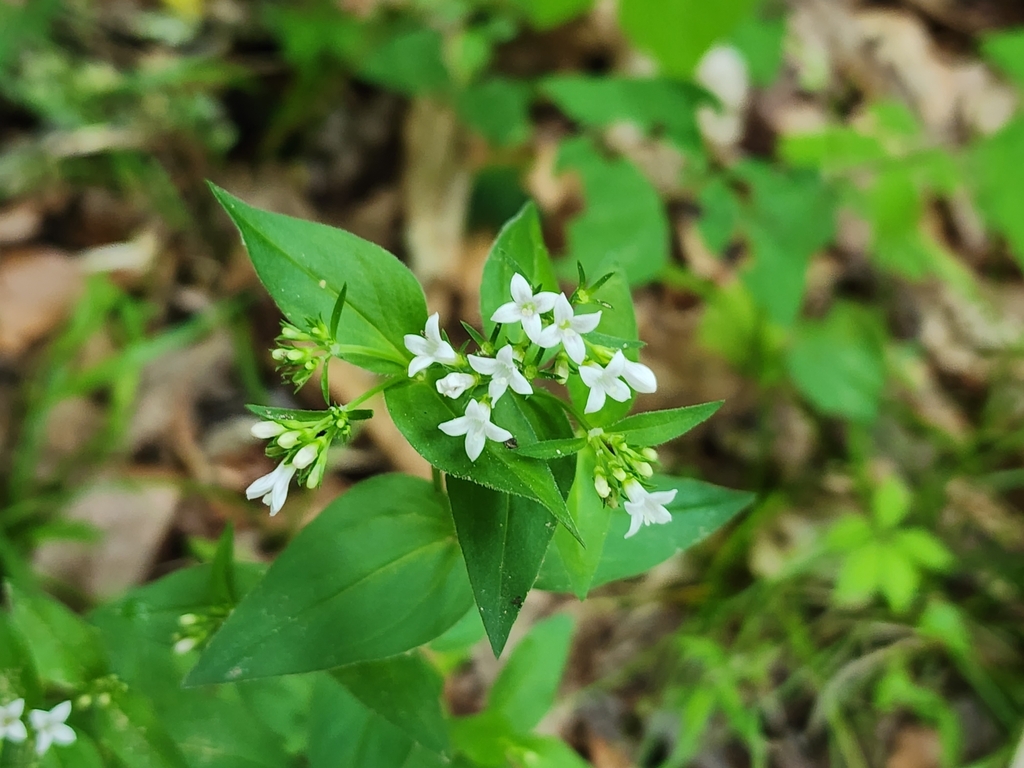 summer bluet from Stokesdale, NC 27357, USA on May 17, 2024 at 04:10 PM ...