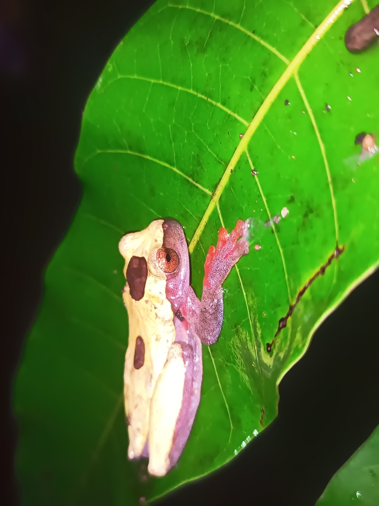 Variable Clown Tree Frog from Loreto, Ecuador on May 17, 2024 at 09:09 ...