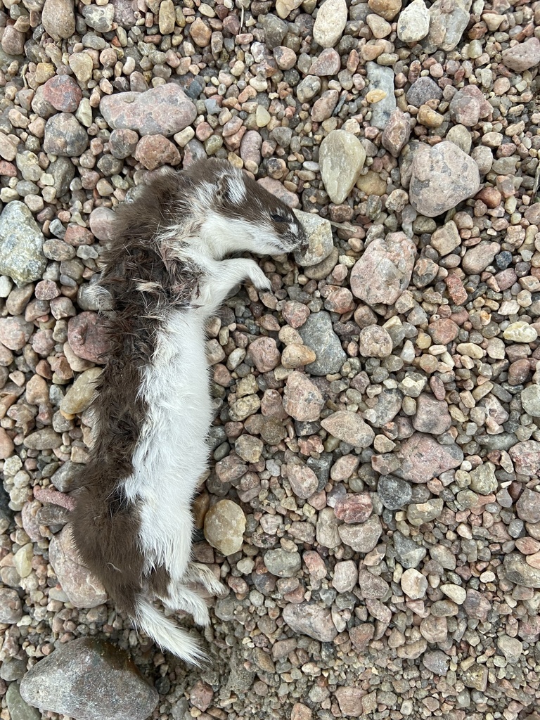 Least Weasel from 466th Ave, Comstock, NE, US on March 13, 2024 at 08: ...