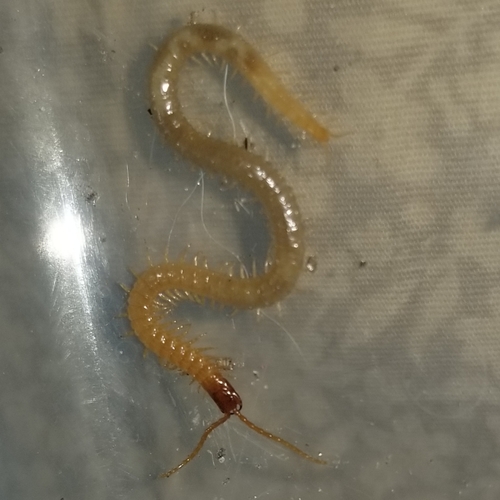 Linnaeus' Centipede (Geophilus electricus) · iNaturalist