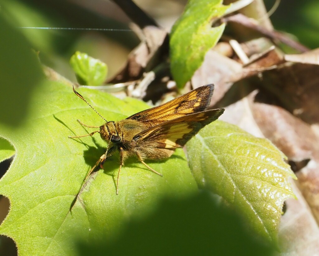 Hobomok Skipper from Allegany County, MD, USA on May 16, 2024 at 11:09 ...