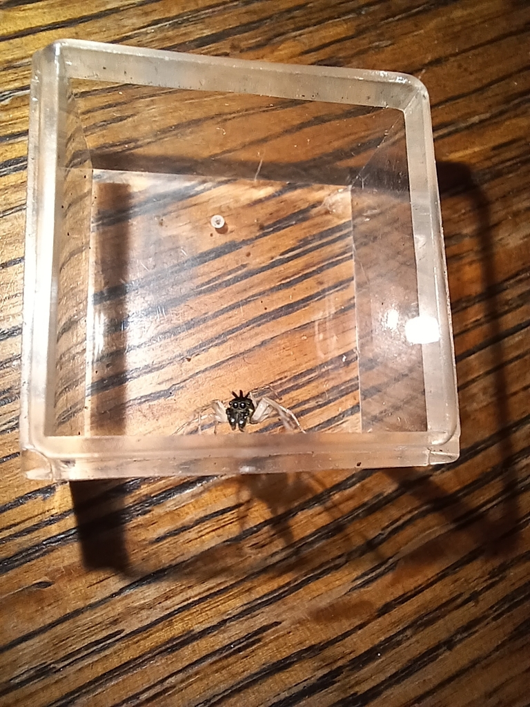 Dimorphic Jumping Spider from West Chicago, IL 60185, USA on May 17 ...