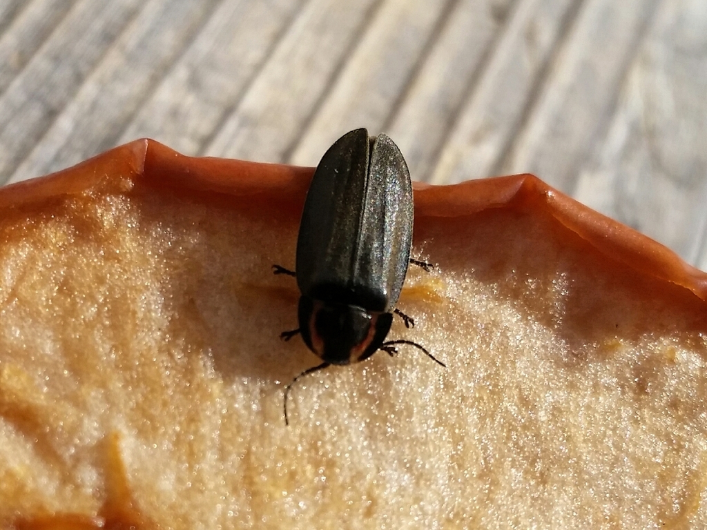 Winter Firefly from 2707 NB-695, Johnston, NB E5T 2L8, Canada on May 05 ...