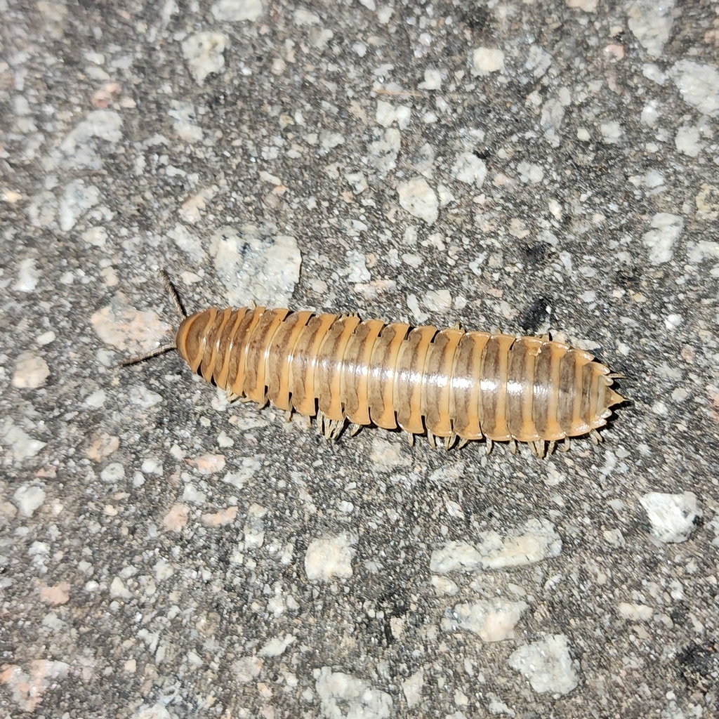 Traveling Cherry Millipede from Gaston, SC 29053, USA on May 17, 2024 ...