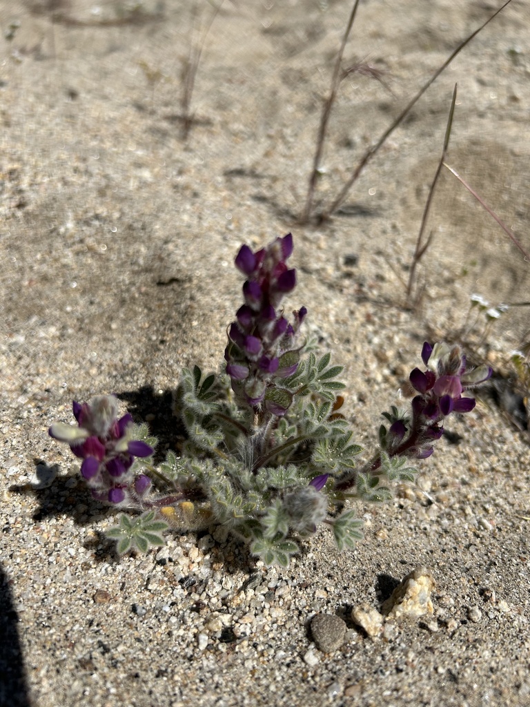 Lupinus concinnus optatus from San Bernardino National Forest, Mountain ...