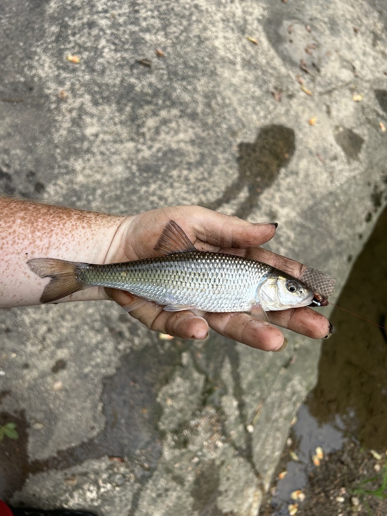Fallfish from Gorman Stream Valley Park Nra, Laurel, MD, US on May 17 ...