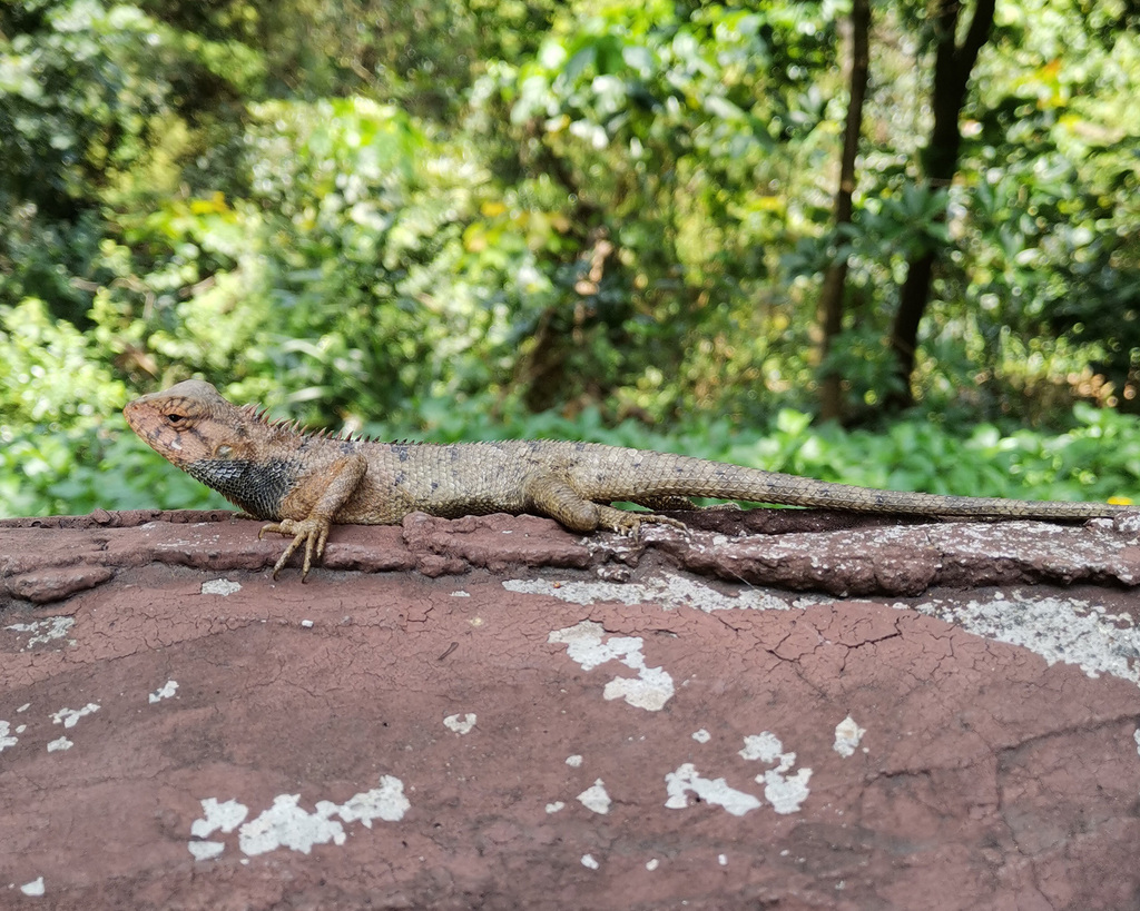 Calotes wangi wangi in May 2024 by szjy · iNaturalist