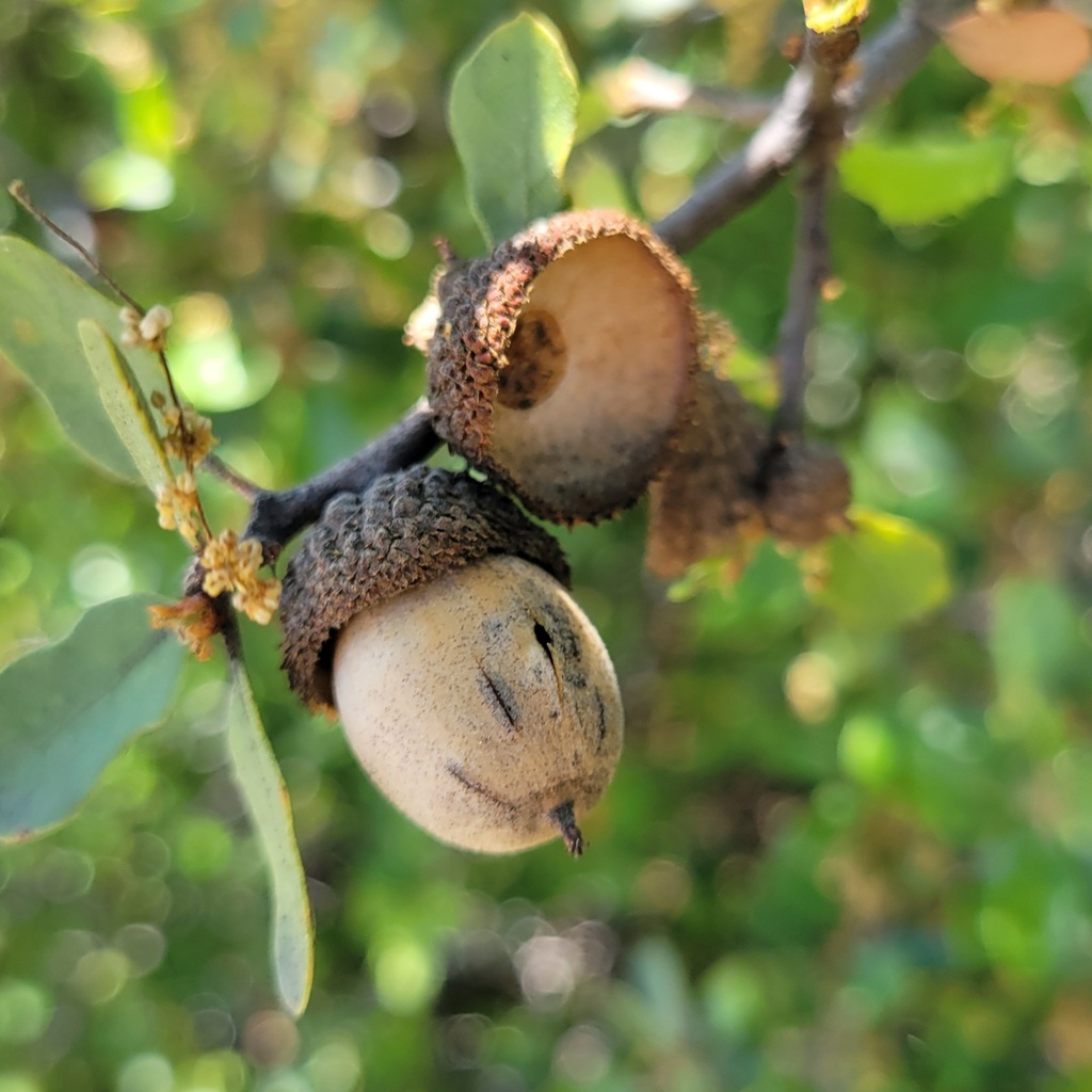 Torrey's Hybrid Oak from Riverside County, CA, USA on May 17, 2024 at ...