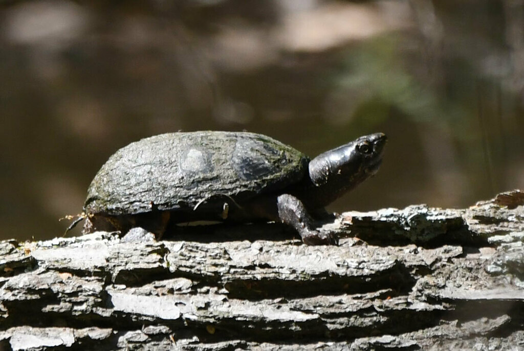 Eastern Musk Turtle from Phinizy Swamp, Augusta, GA, USA on March 29 ...