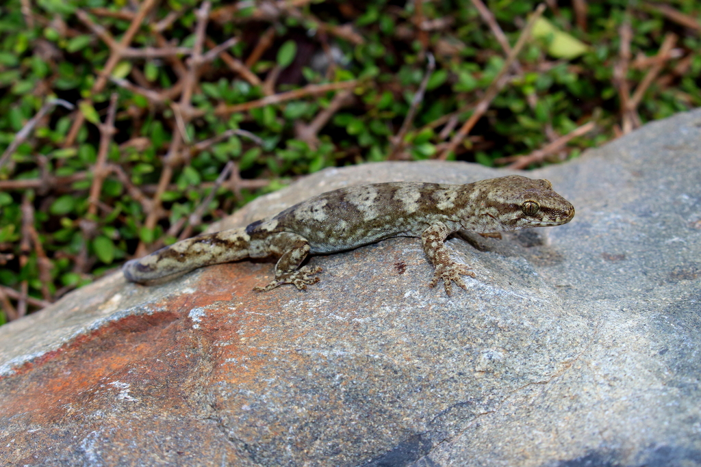 Minimac Gecko in June 2018 by Timothy Harker · iNaturalist