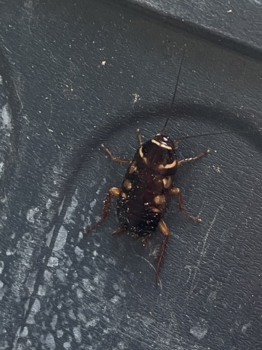 roach_brain's Identifications · iNaturalist
