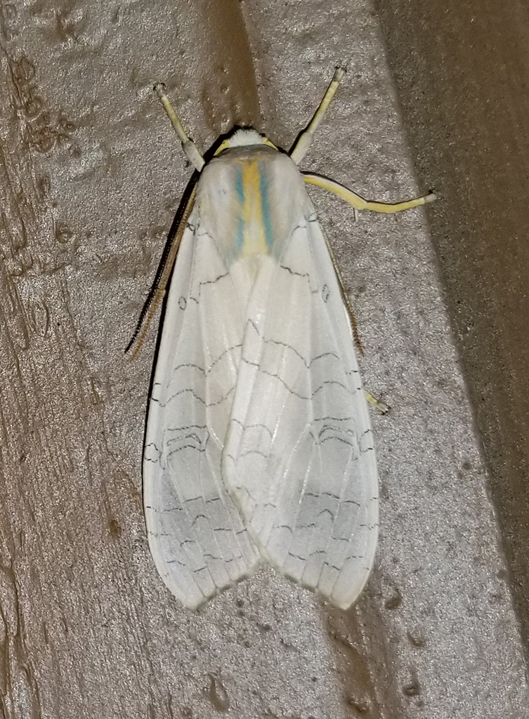 Banded Tussock Moth from Fentress County, TN, USA on May 17, 2024 at 09 ...