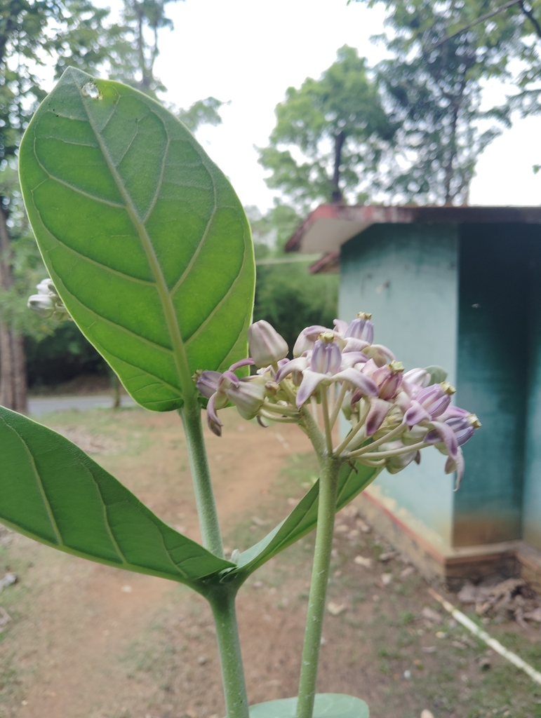crown flower from Wayanad, IN-KL, IN on May 17, 2024 at 01:18 PM by ...