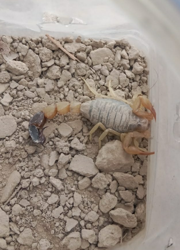 Fattail Scorpions from H226+H73, Noshki, Nushki, Balochistan, Pakistan ...