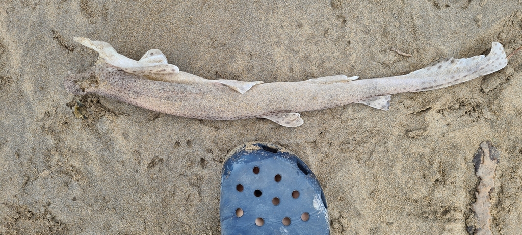 Small-spotted Catshark from Braunton, UK on May 18, 2024 at 04:13 PM by ...