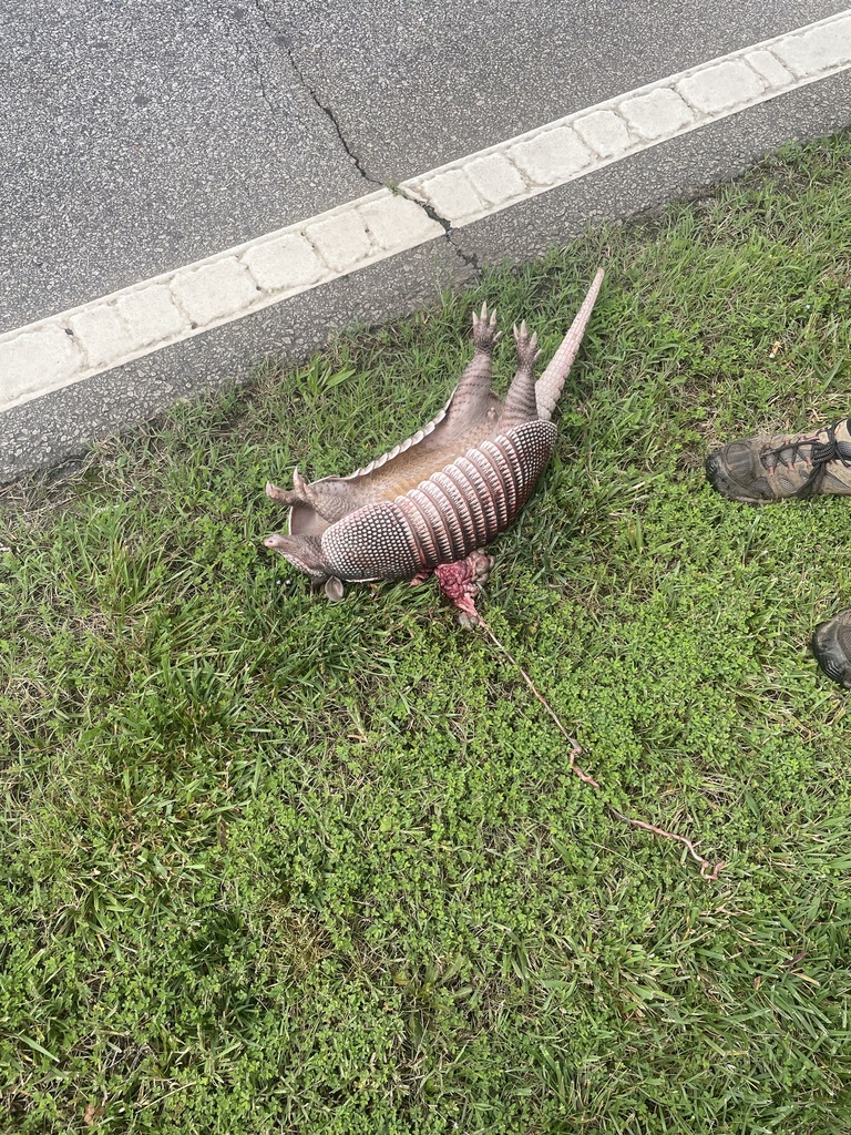Nine-banded Armadillo from Dan Nicholas Park, Salisbury, NC, US on May ...