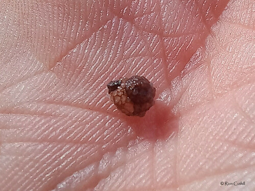 Leptecho helicotheca · iNaturalist Ecuador