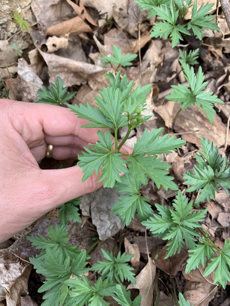 large toothwort in May 2019 by Tristan Knight · iNaturalist