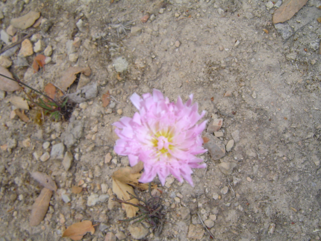 white rock lettuce (Vascular Plants of Wild Basin) · iNaturalist