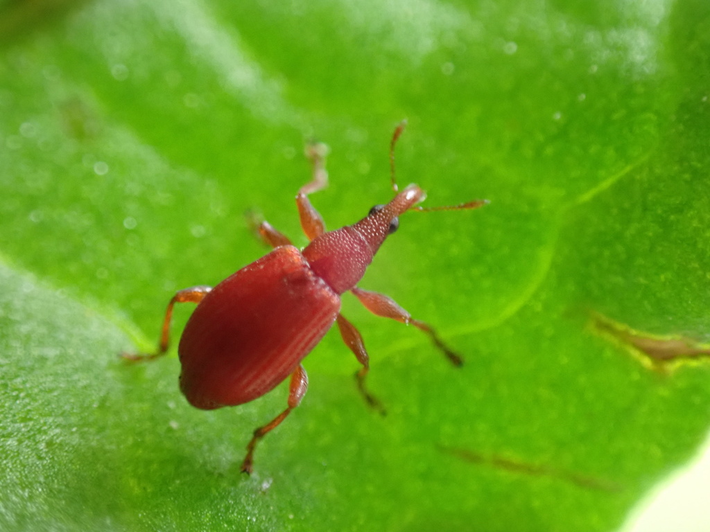 Apion frumentarium in May 2024 by King Chan · iNaturalist