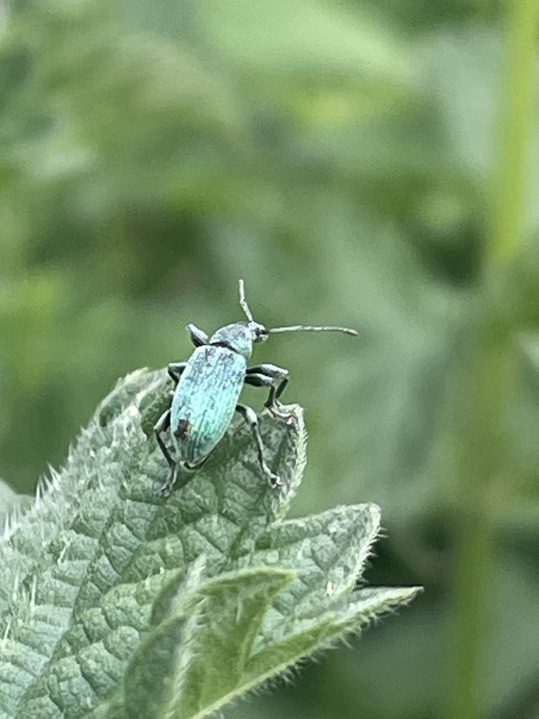 Nettle weevil from Fairview Gardens, Canterbury, England, GB on May 18 ...