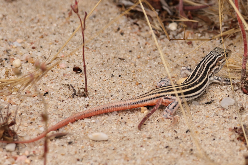 Spiny-footed Lizard from Almada, Portugal on May 18, 2024 at 01:45 PM ...