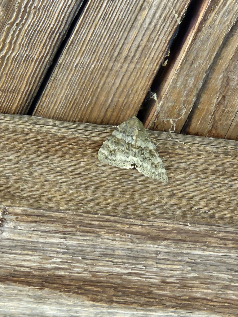 Joined Underwing Moth from Nemo, TX 76070, USA on May 18, 2024 at 12:53 PM by Hannah Pepper ...