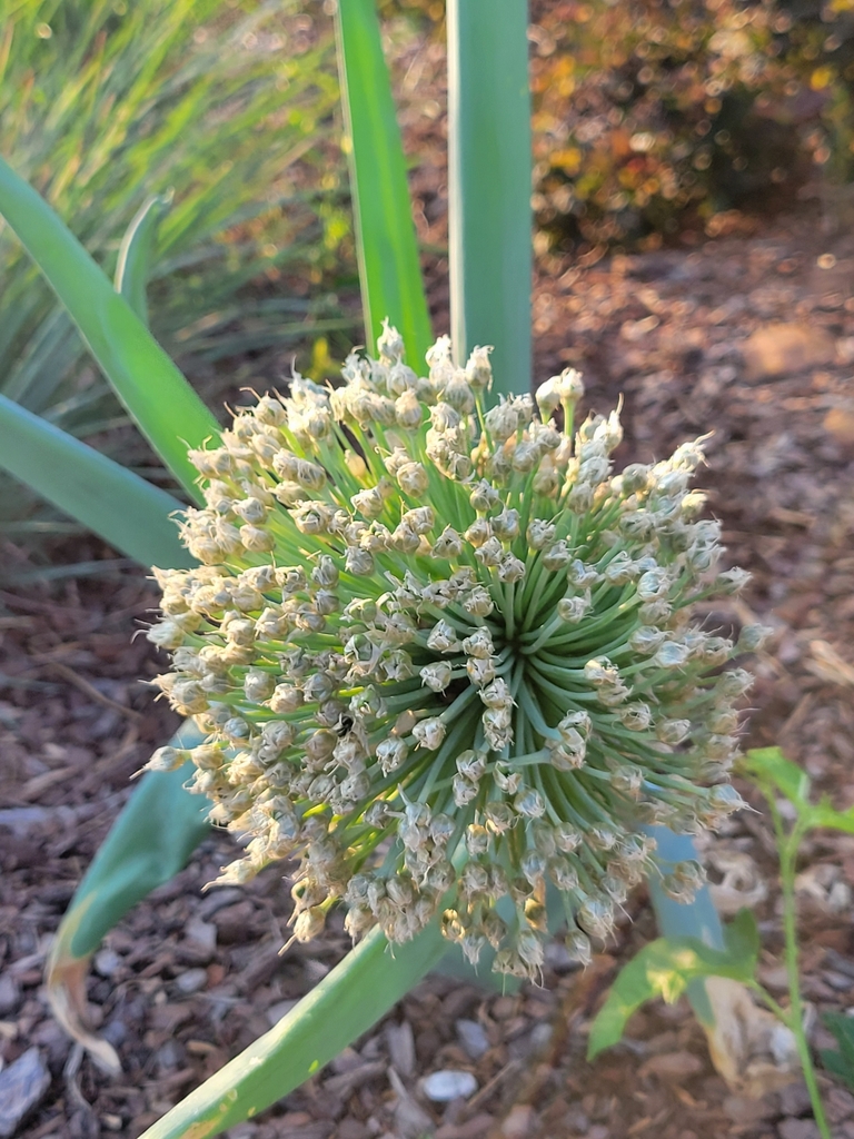 Common Onion from Tulsa, OK 74172, USA on May 17, 2024 at 07:18 PM by ...