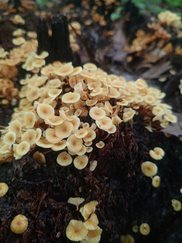 Xeromphalina from Shelby County, US-TN, US on May 18, 2024 at 11:42 AM ...