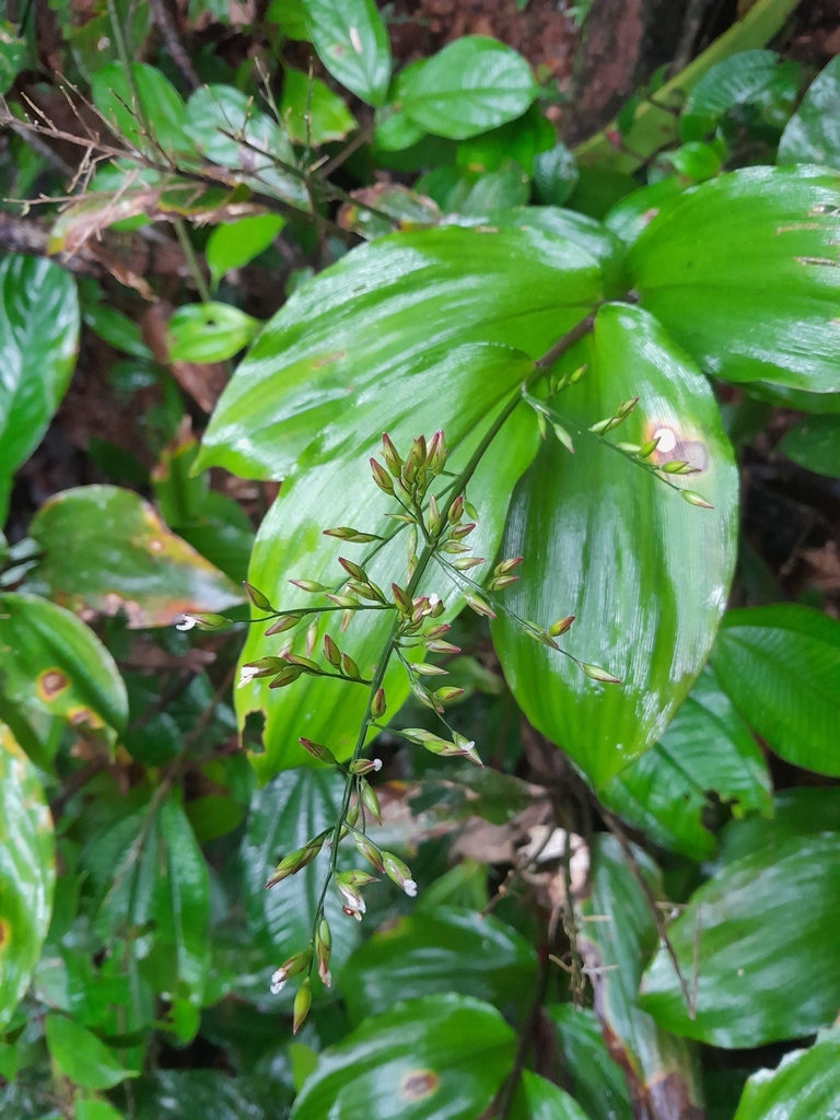 Ichnanthus from Saül, GF-SL, GF on May 17, 2024 at 07:32 AM by Baumann ...