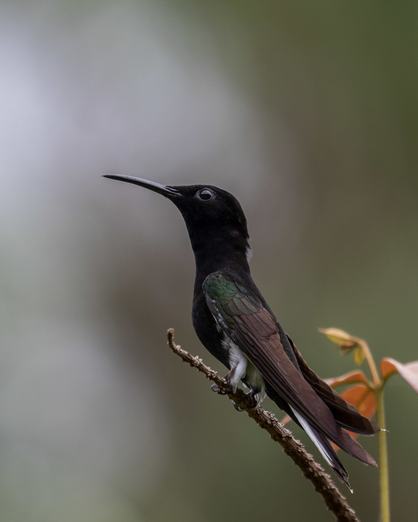 Colibríes Negros Colibrí Negro Hinchado, Nigriventris De Eupherusa,
