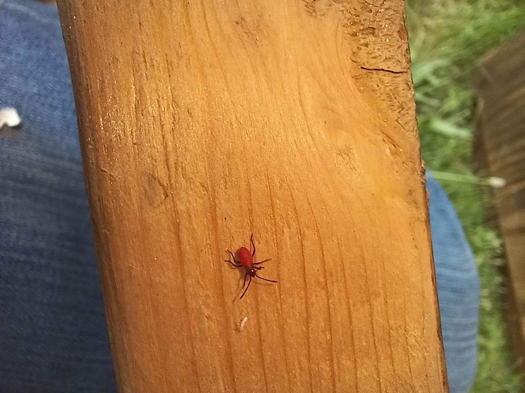 Eastern Boxelder Bug from West Chicago, IL 60185, USA on May 18, 2024 ...
