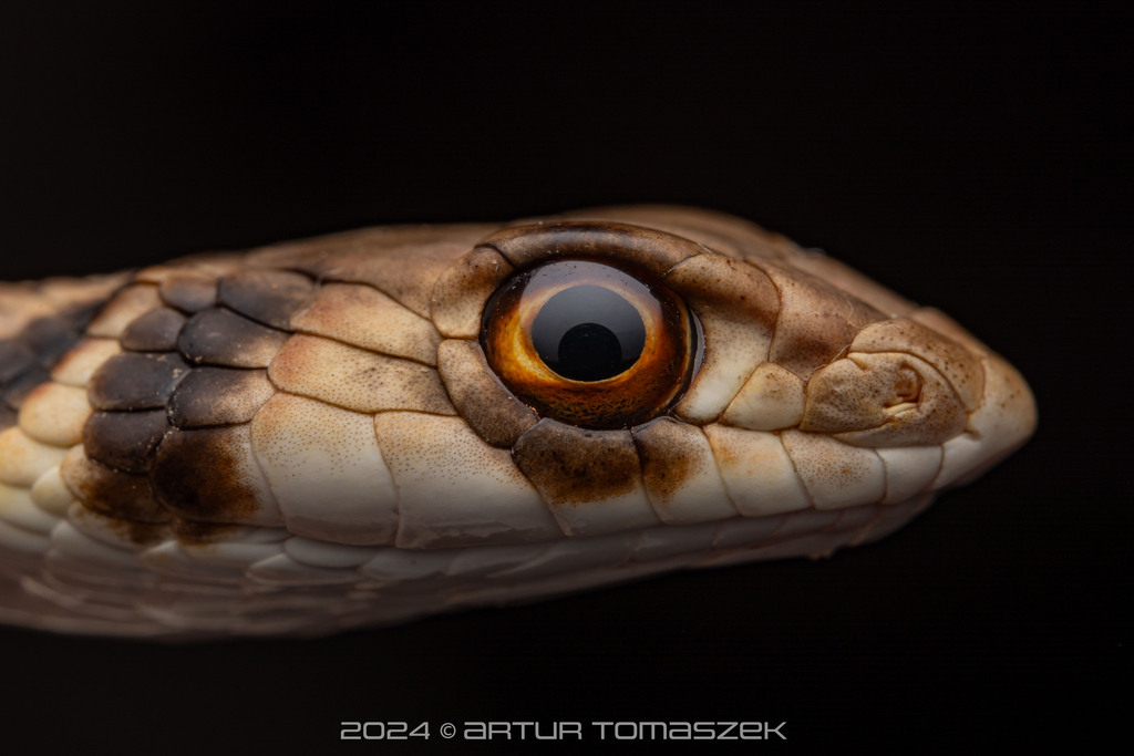Moila Snake in May 2024 by Artur Tomaszek · iNaturalist