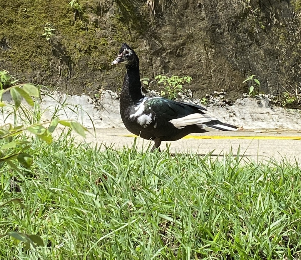 Pato real desde La Aurora, Ibagué, Tolima, CO el 10 de febrero de 2022 ...