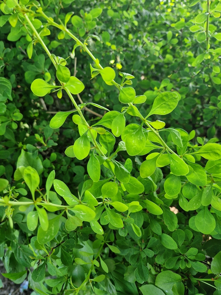 Japanese barberry from Ashton-on-Ribble, Preston PR2 2YN, UK on May 18 ...